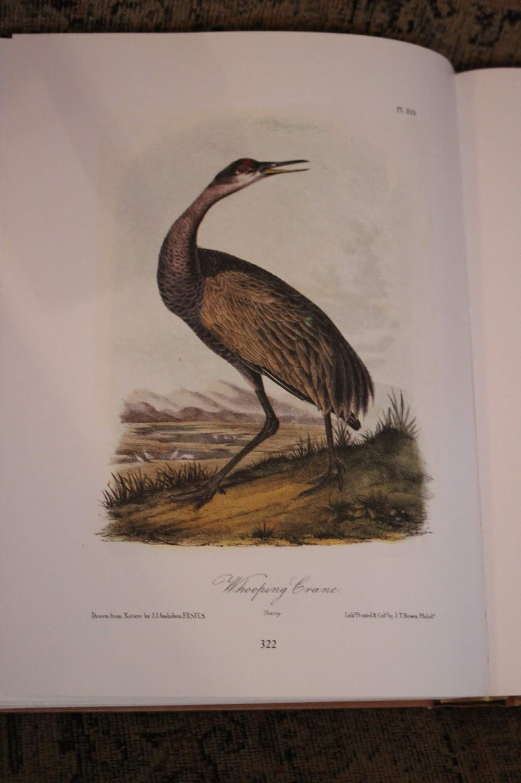A is for Audubon {Blogging Through the Alphabet}