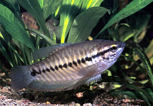 Mania de Aquário: Tricogáster (Trichogaster sp.)