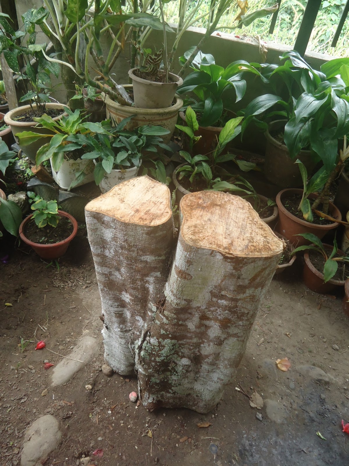 Manfaatkan Batang Pokok Belimbing Depan Rumah Etuza