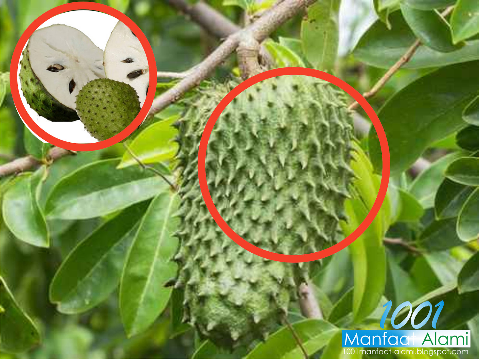 Kandungan Buah Sirsak dan Kasiatnya Bagi Kesehatan - Share dan Bagikan ...