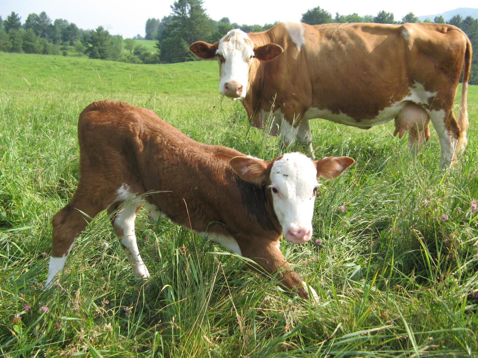 Animal Instinct: New Calf Photos