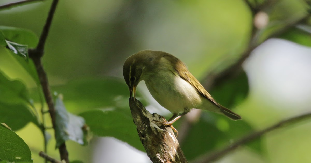 BIRDING - Kyoto, Kansai and Japan: Kamchatka Leaf Warbler