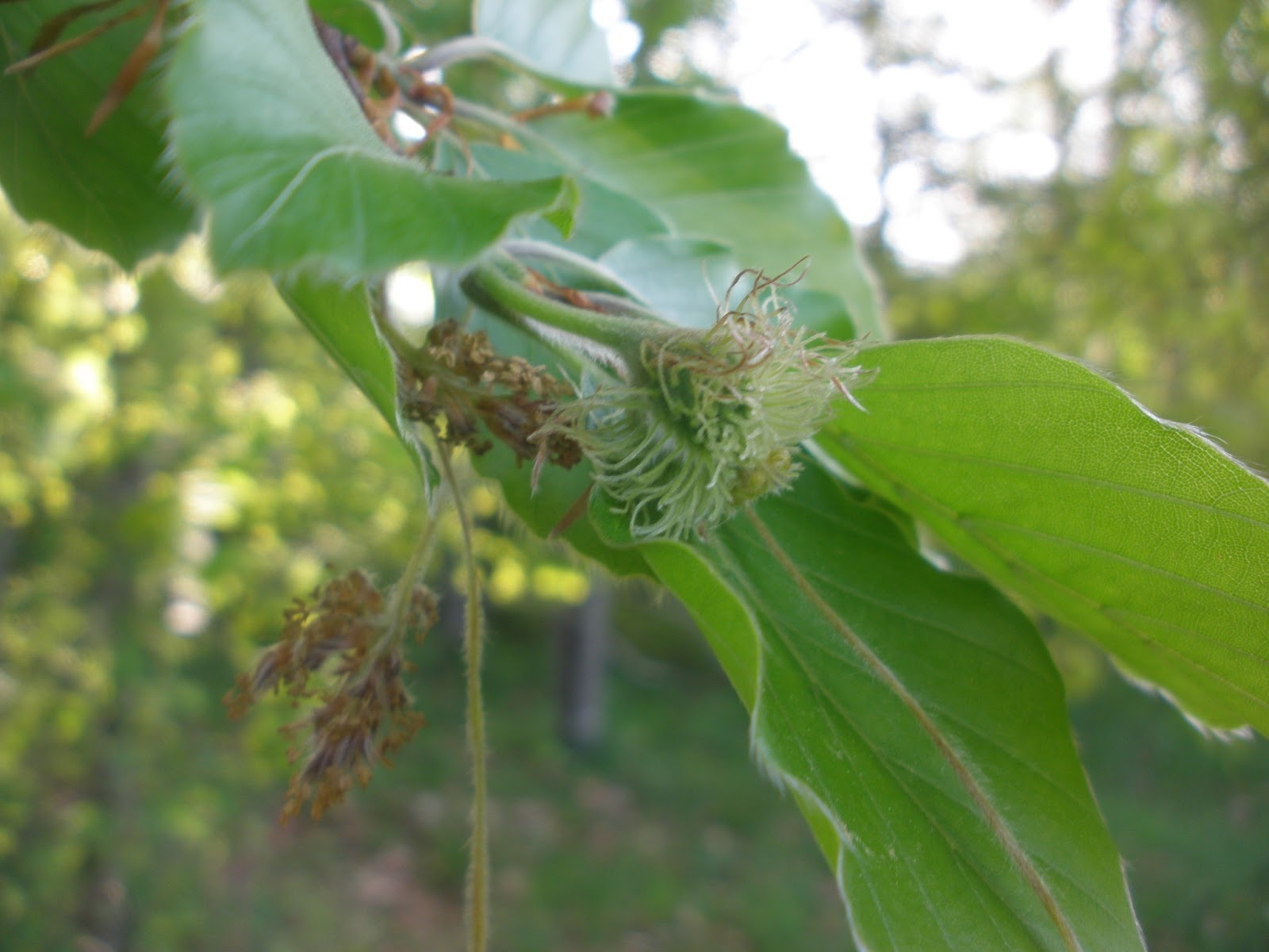 Di fiore in fiore: Faggio