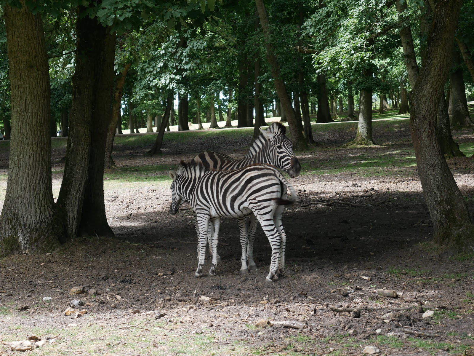 Ces doux moments: Une visite au zoo parc de Thoiry