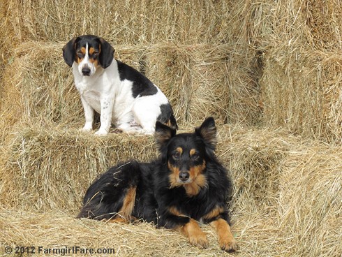 Farmgirl Fare: Wordless Wednesday Dose of Cute: Bored Beagle and Stoic ...