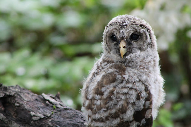 foreverstrong: Our Little Owl