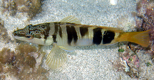 Artes de Pesca: VAMOS A PESCAR SERRANUS