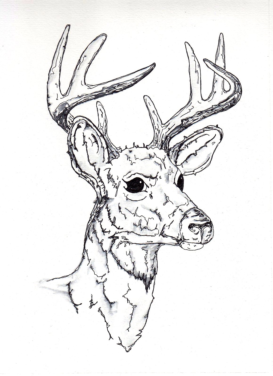 Yecats Wolliw: Stag drawings