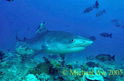 The Best Shark Dive in the World!: Big Sharks - Papers!