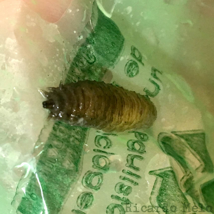 Insetologia - Identificação de insetos: Larva de Mosca em Vaso Sanitário