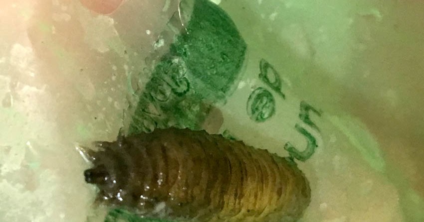 Insetologia - Identificação de insetos: Larva de Mosca em Vaso Sanitário