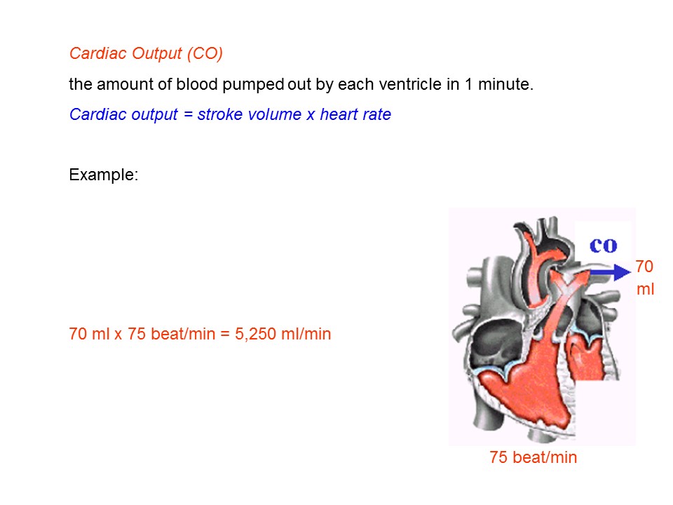 CVT Mohd Farid: Physiology Of The Heart