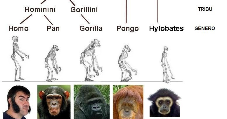 Palaeos, la historia de la Vida en la Tierra: Notas cortas: los grandes ...