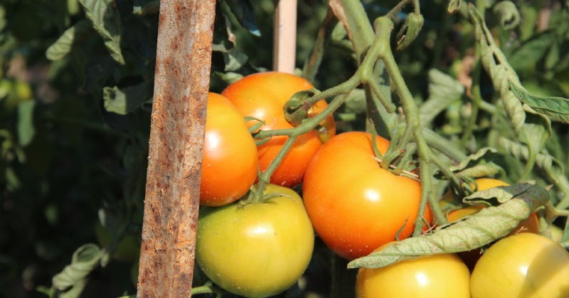 Godt og Sunt: Juli Detox program med basisk mat på menyen