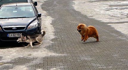 ROMEDICINE: Songshi-quan (the fluffy lion-dog)