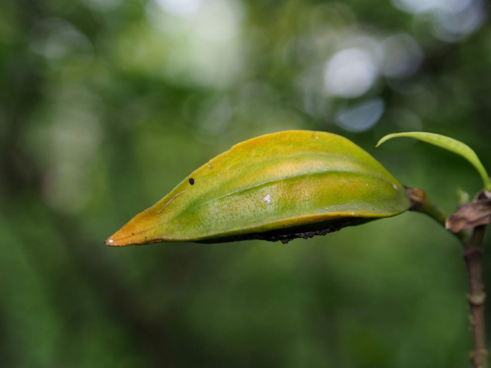 Pure Oxygen Generators: Endemic Plant Pandakaki