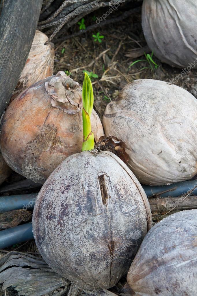 alamcyber 2020: Tumbung Kelapa Untuk Merawat Penyakit