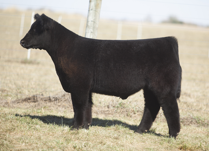RCC Blog: Rodgers Cattle Co 2012 Sale List