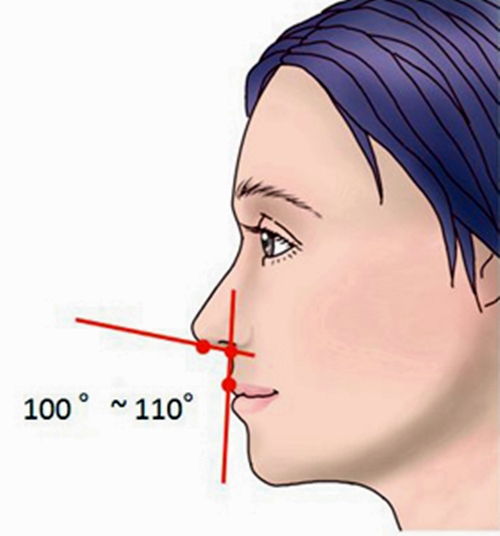 Anatomical Details For "A Beautiful Nose Tip"