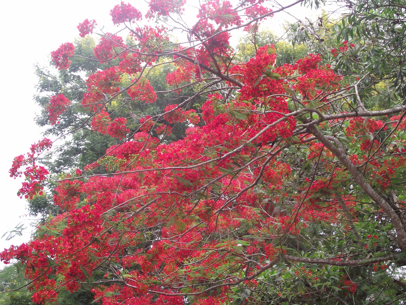 " Amar la Naturaleza Para Mantener La Vida": El Flamboyan Rojo es uno ...