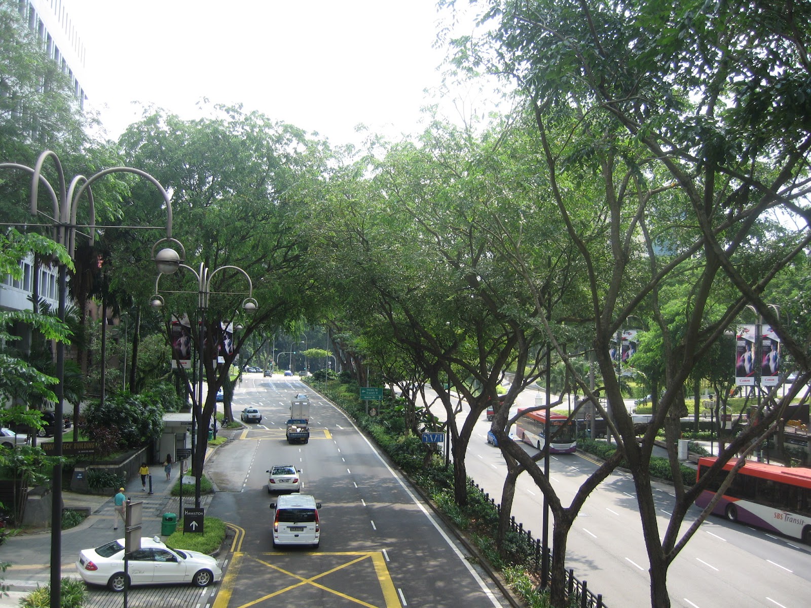 Large Cities with lots of street trees | SkyscraperCity Forum