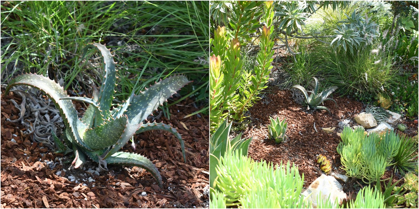 Late to the Garden Party: August 2018