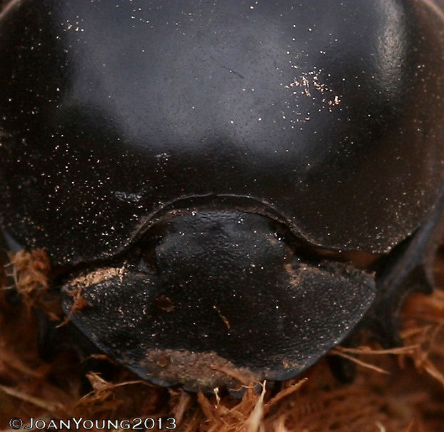 South African Photographs: Addo Flightless Dung Beetle (Circellium bacchus)
