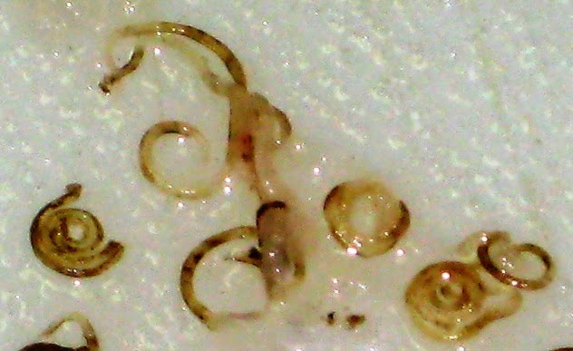 El rincón de Mundín: "EL ANISAKIS", PARÁSITO DEL PESCADO