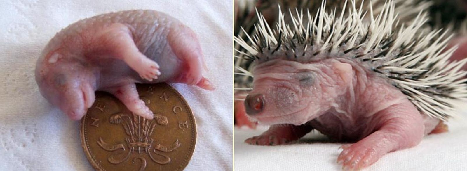 Caliandra do Cerrado: Ouriço-cacheiro