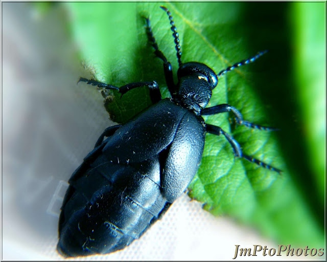 JmPtoPhotos: Insectes au printemps.