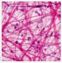 BROWNFAST: Jaringan Ikat (Jaringan ikat longgar, Padat, Tulang Rawan ...