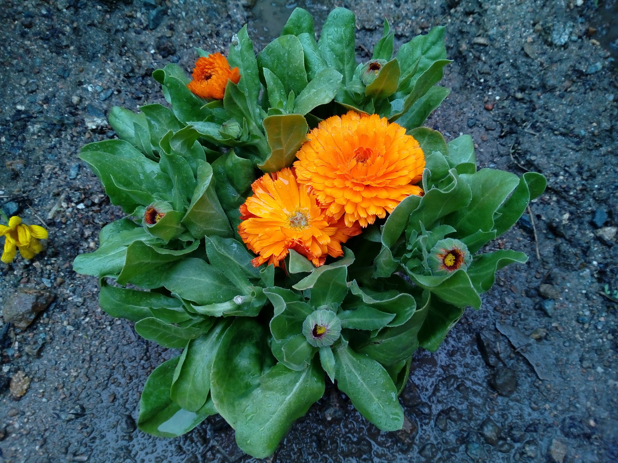 Calendula officinalis L.