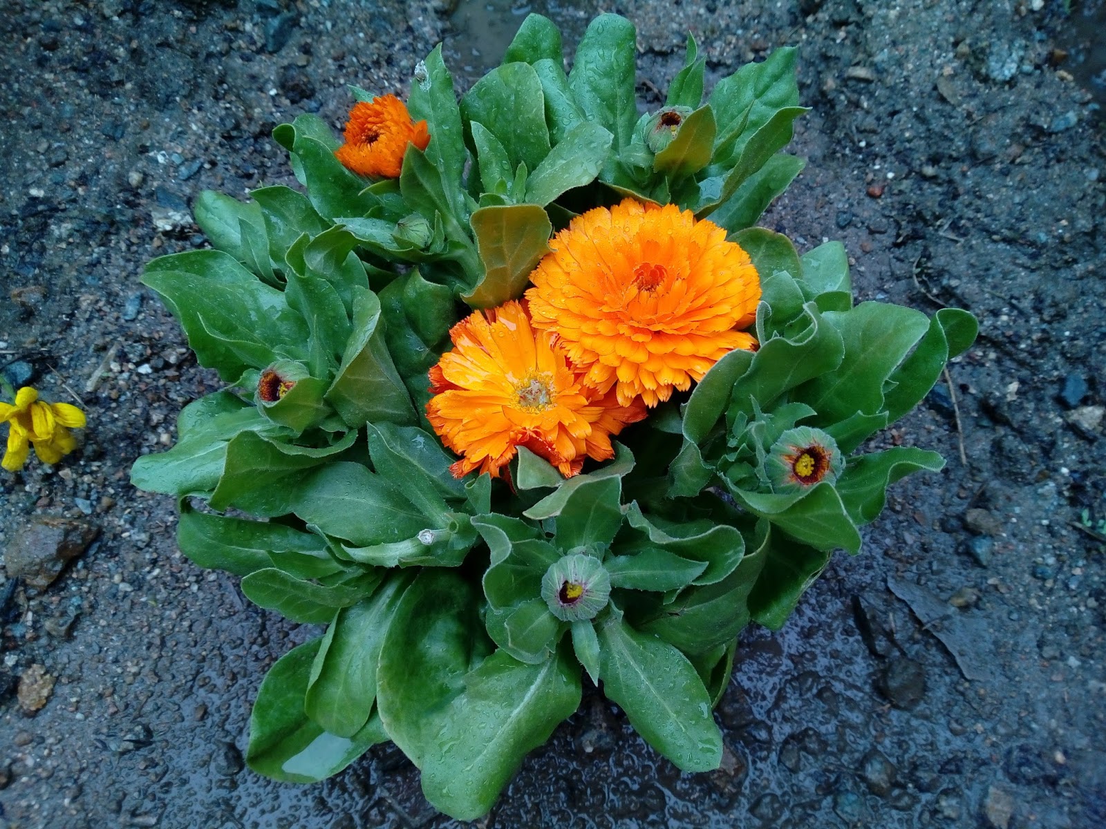 Biosfera vegetal.: Caléndula (Calendula officinalis L.).
