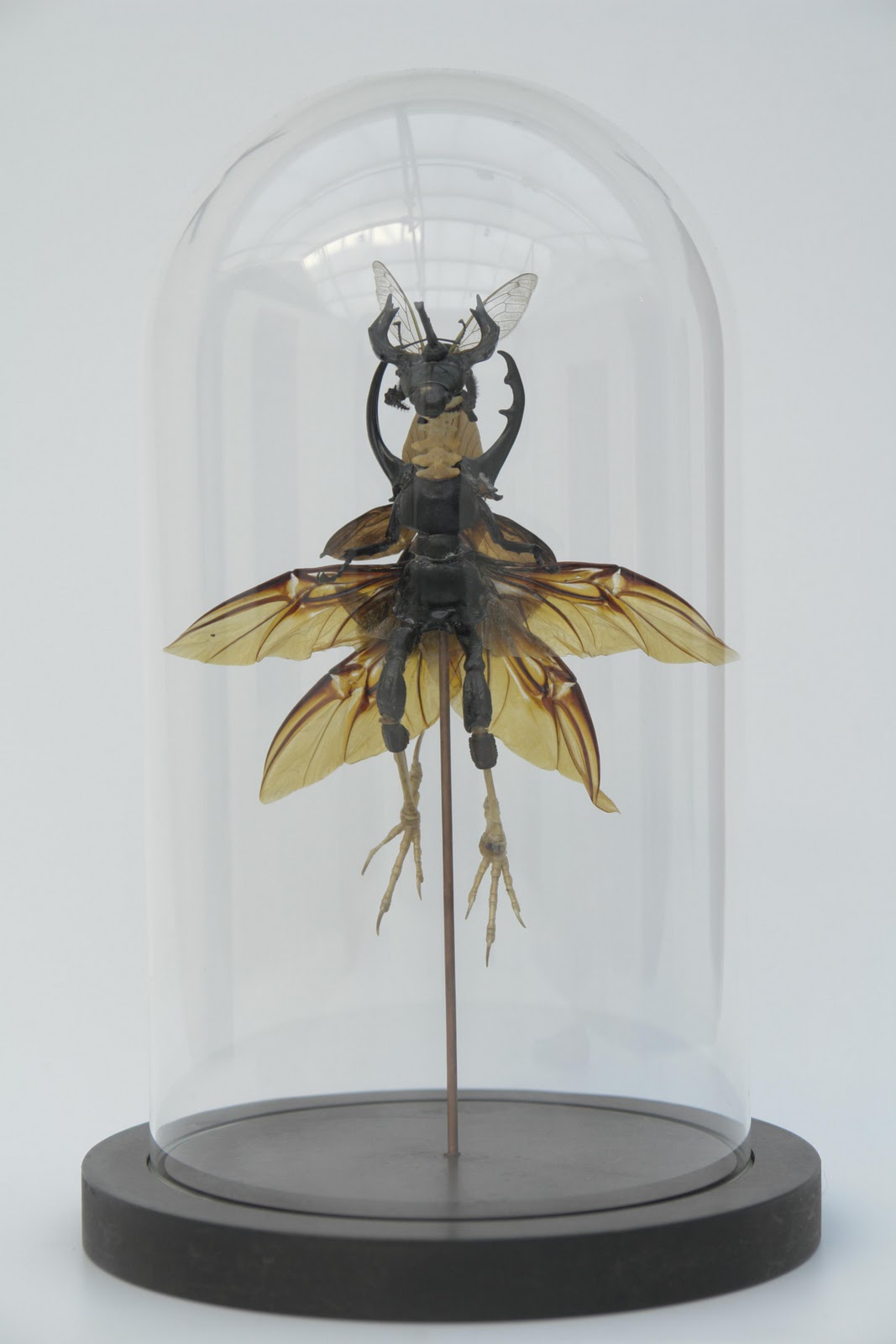 Propnomicon: Preserved Fae