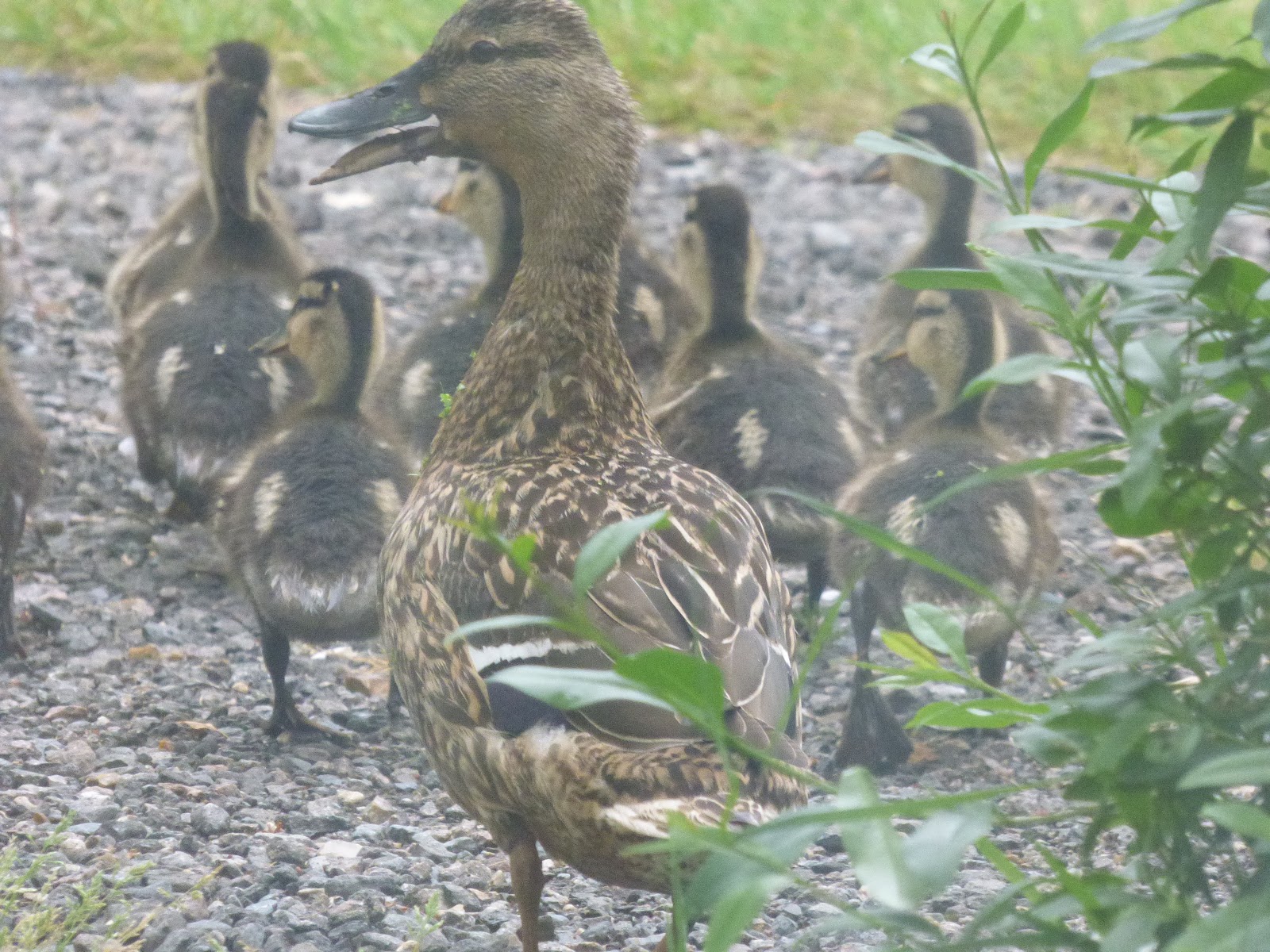 My Quiet Life in Suffolk: The Ducks Came Back