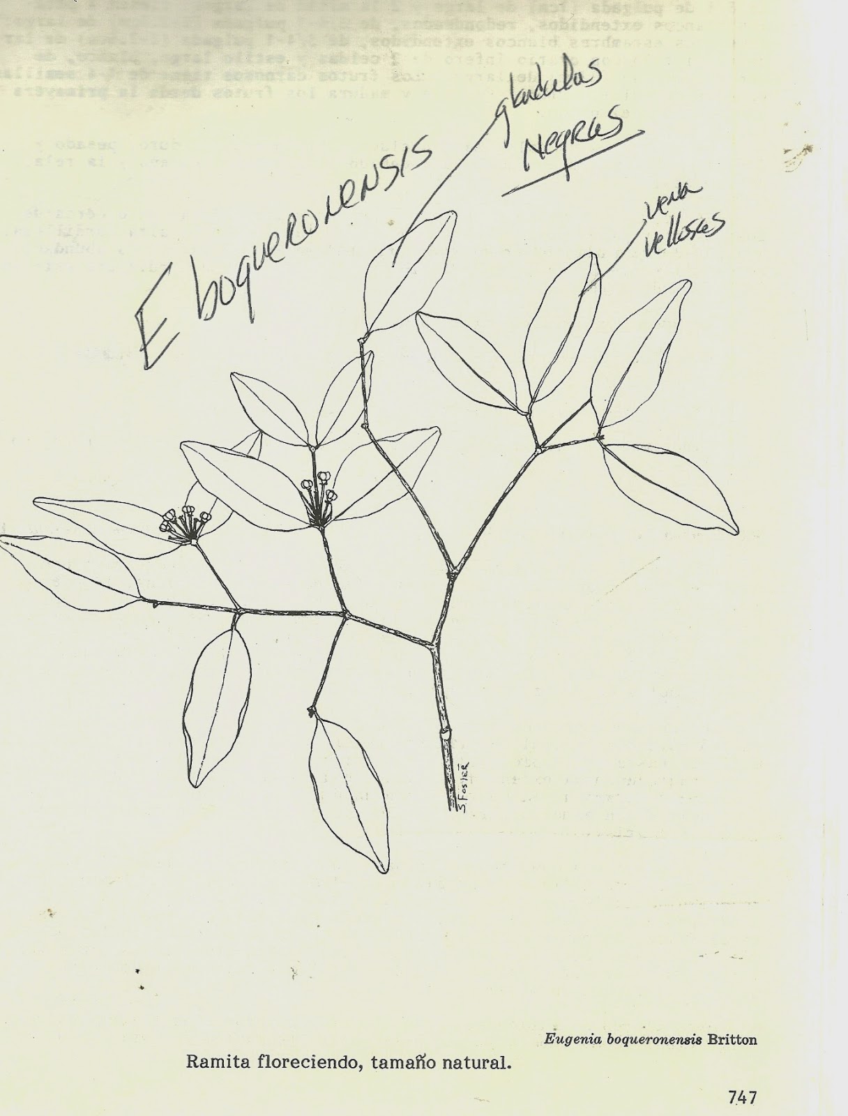 Flora de Puerto Rico Ilustrada Papo Vives: MYRTACEAE EUGENIA ...