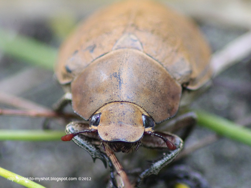 Sugarcane White Grub Beetle (Lepidiota stigma), Sumatra Indonesia
