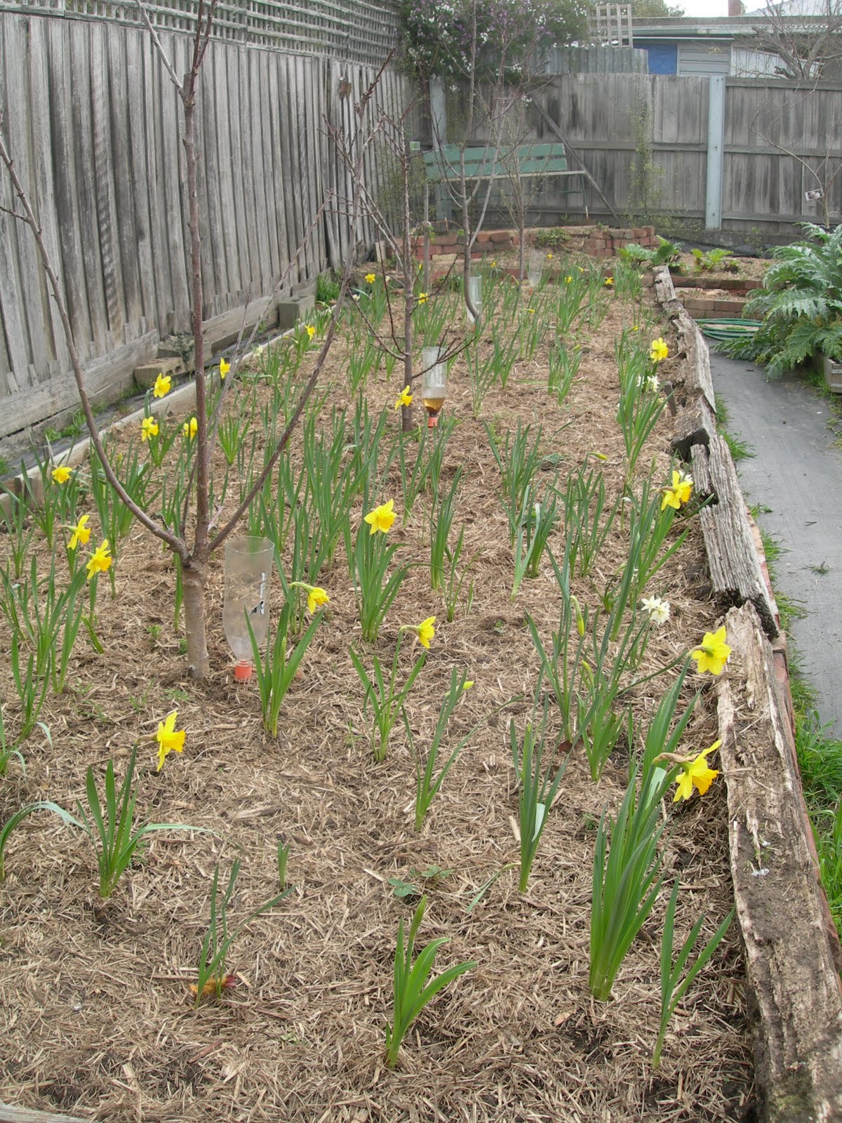 Polystyrene Garden Junkie: 2011
