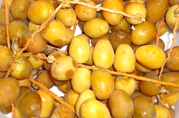 Gudang Kurma Murah: Kurma Ruthob | Kurma Muda | Kurma Mentah