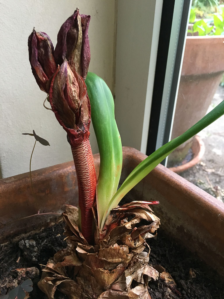 Shadows & Light: The Dreaded Red Blotch