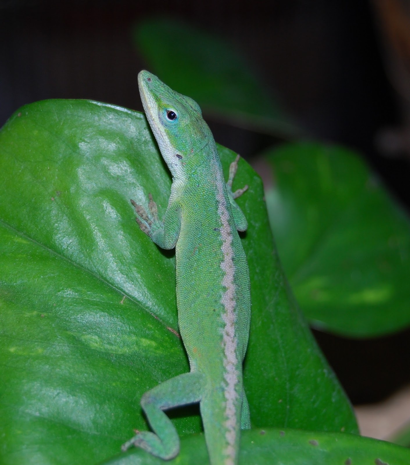 Enciclopedia del Terrario: Anolis carolinensis, el anolis verde