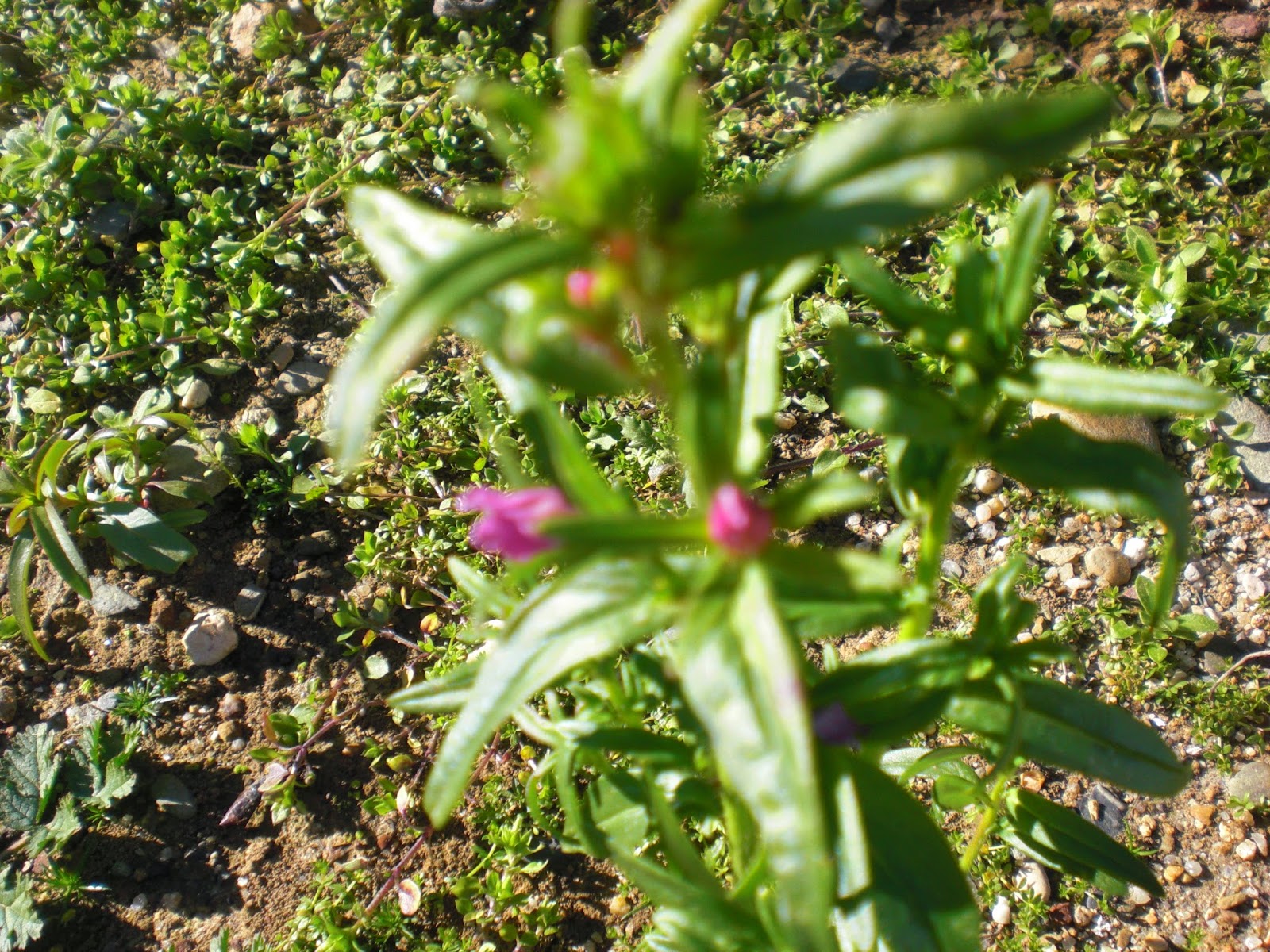 Perfumes y luces de Extremadura: Dragoncillo, Misopates orontium.