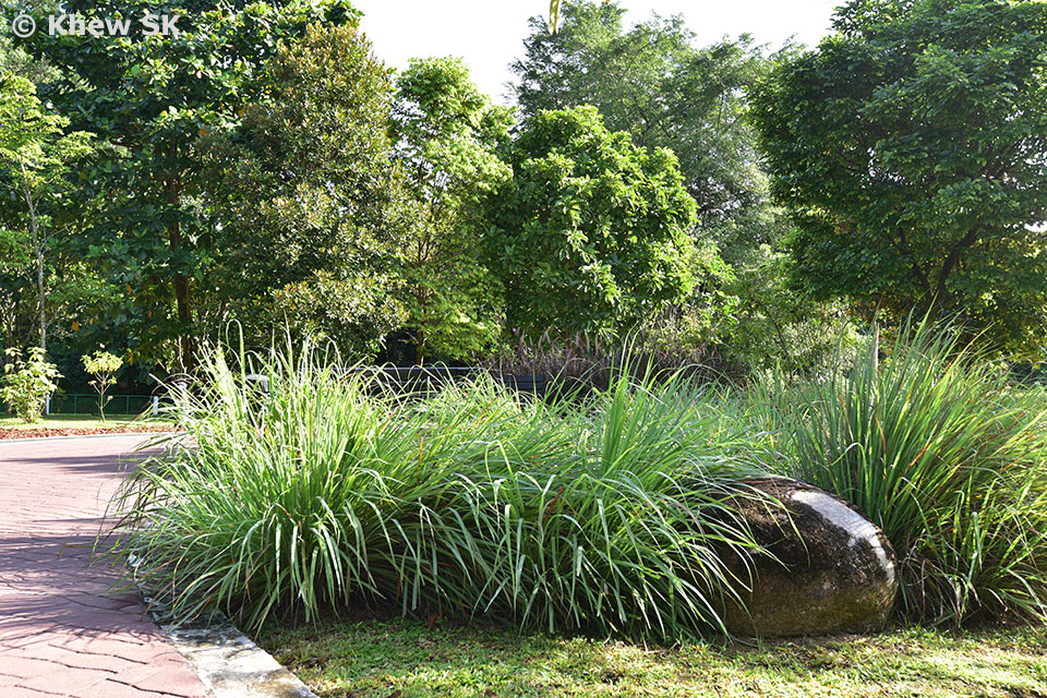 Butterflies of Singapore: Butterfly Photography at Our Local Parks ...