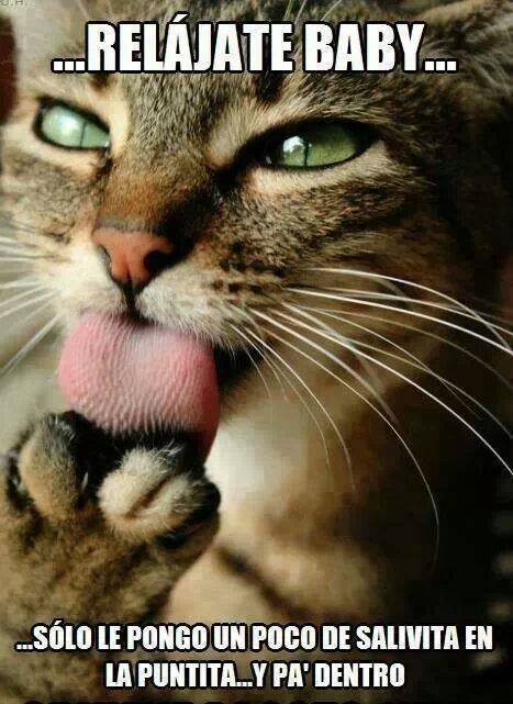 Relajate baby, Nadamas la puntita gatito | Memes descargas