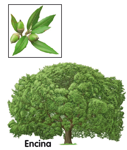 Dibujo arbol encina - Imagui