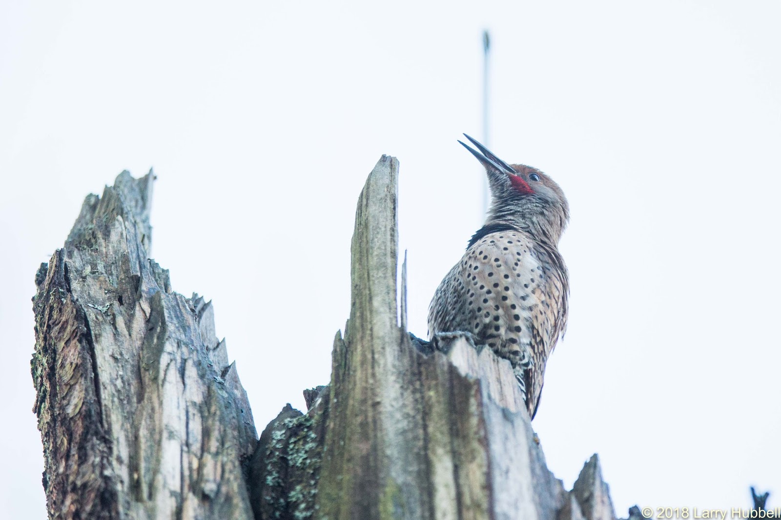 Laurelhurst Blog: All About Flickers