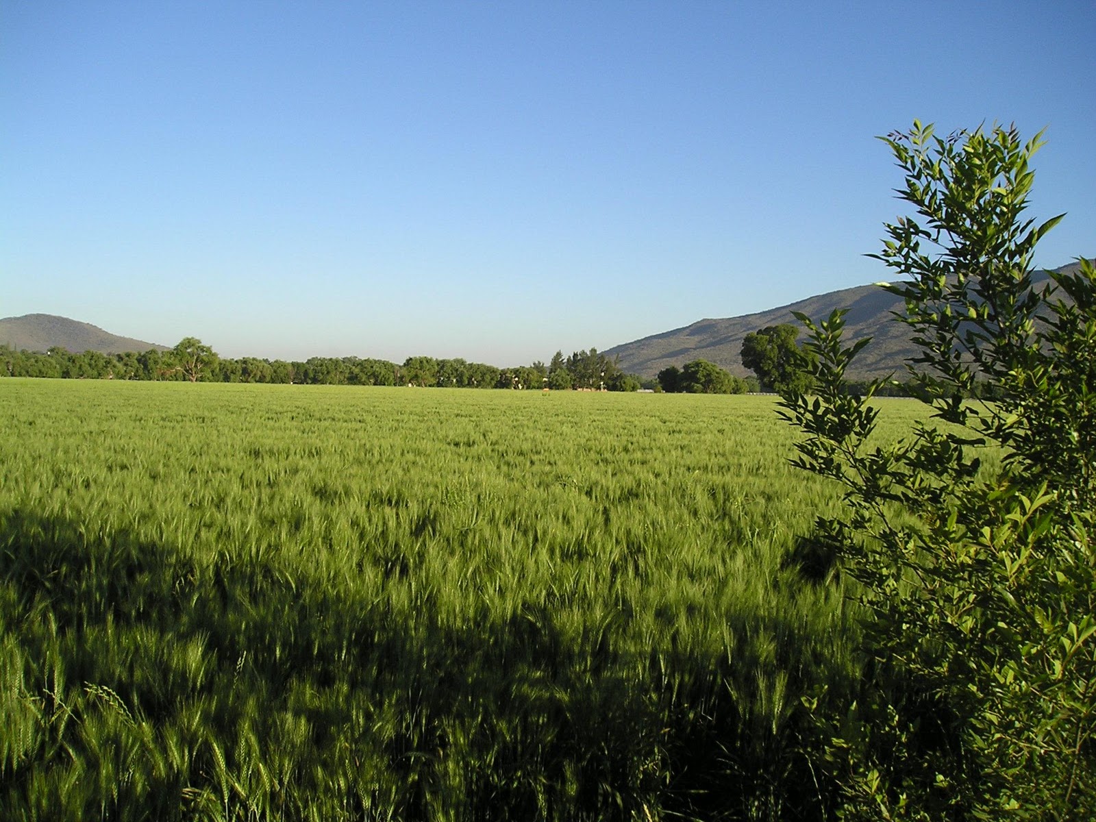 Jaime Ramos Méndez: Trigales en el valle de Tangancícuaro - Fotografía ...
