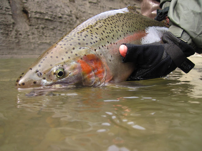 Fin Feather & Beard Collectors