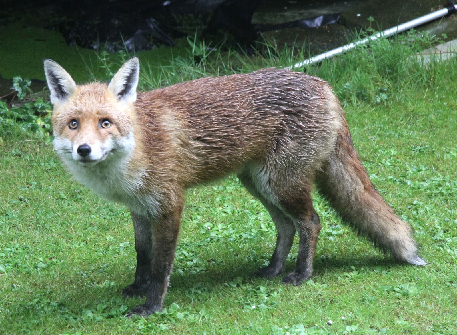 Birding with Flowers: Fox in the rain