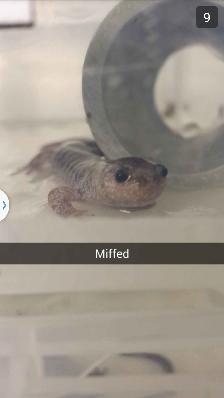 Salamander-Shmalamander